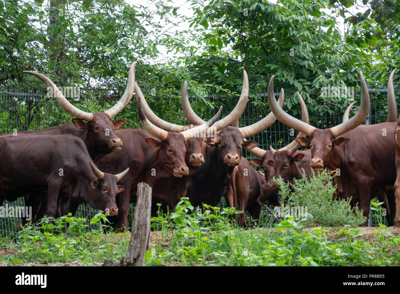 Huge cattle hi-res stock photography and images - Alamy