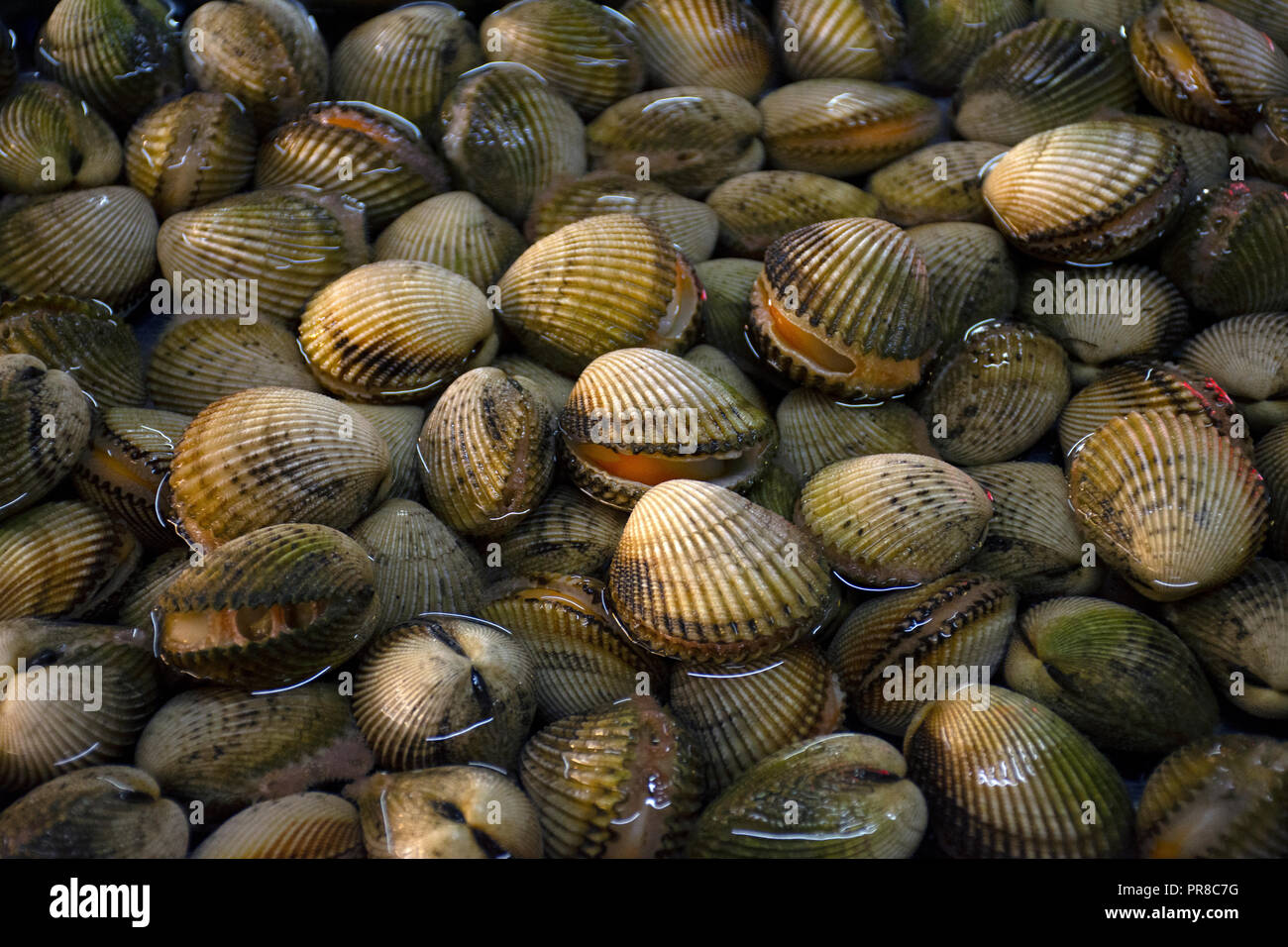 Clams on display at the seafood market in Haikou, Hainan Island, China ...