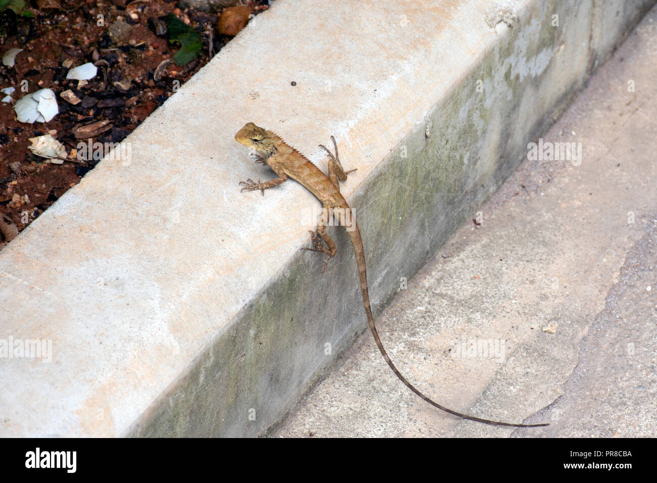 Oriental garden lizard male hi-res stock photography and images - Alamy