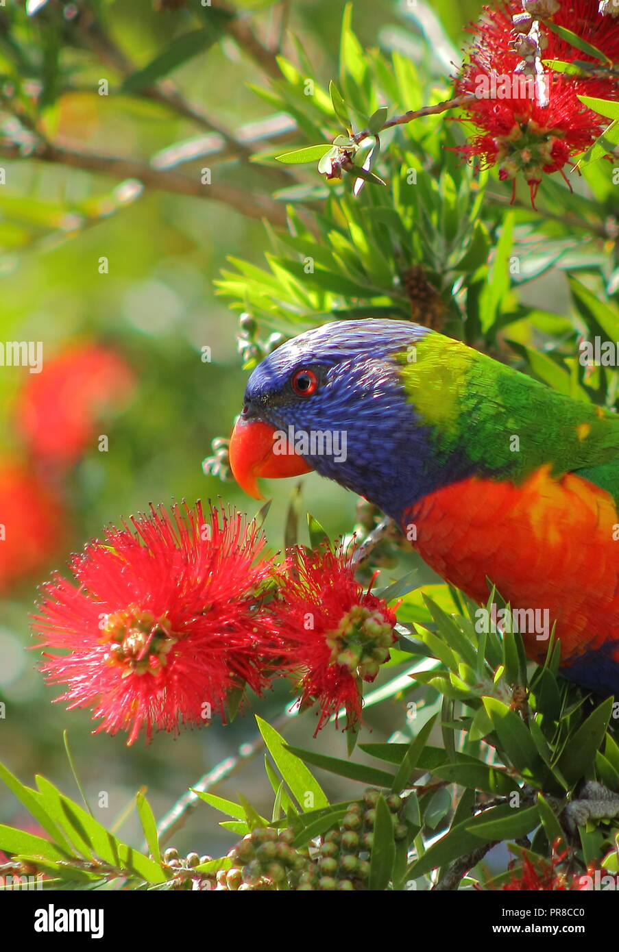 Australian red parrot hi-res stock photography and images - Alamy