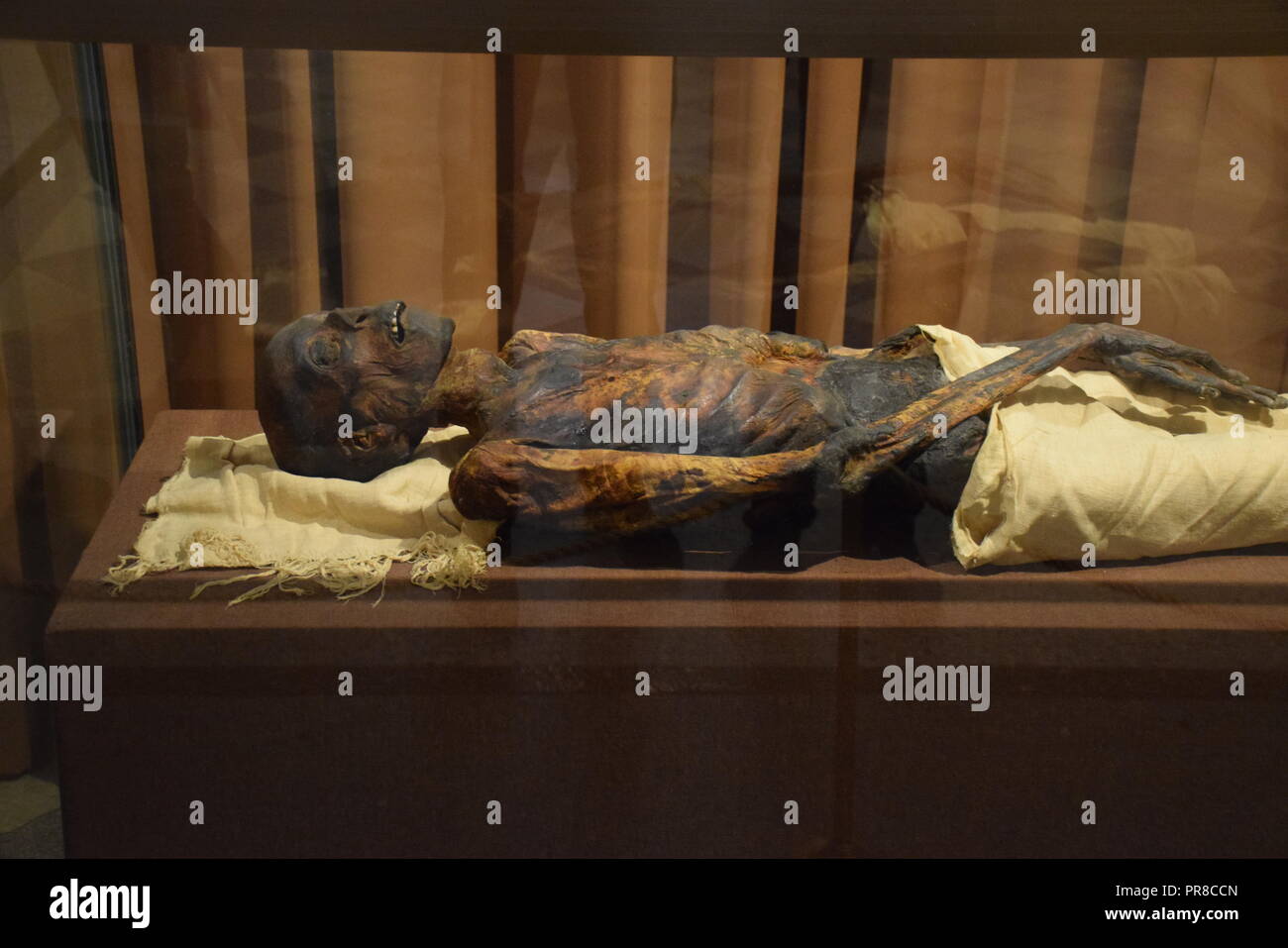 Mummy inside the egyptian hall of Hermitage museum, the second largest ...