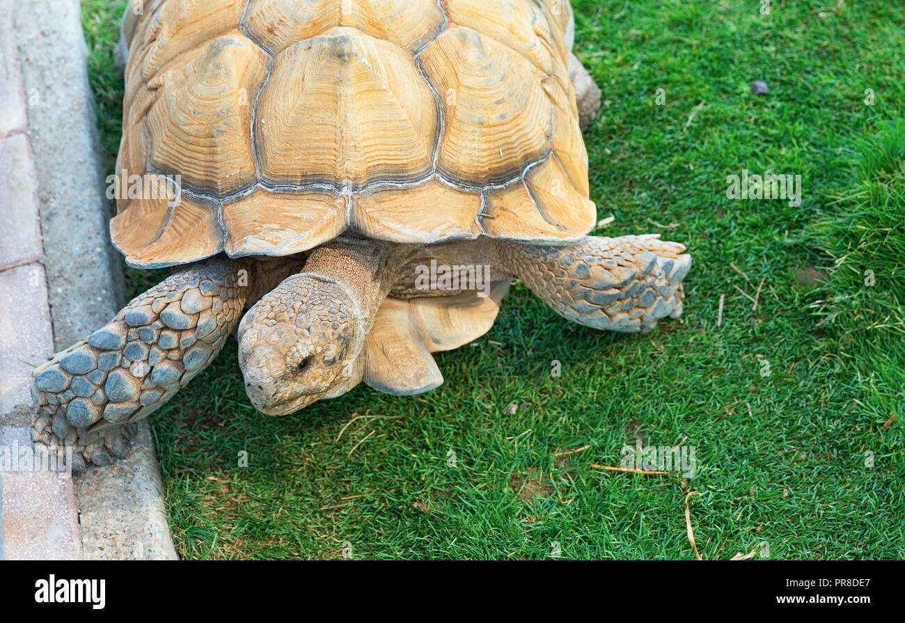 Large land tortoise.Giant tortoise on the grass Stock Photo - Alamy