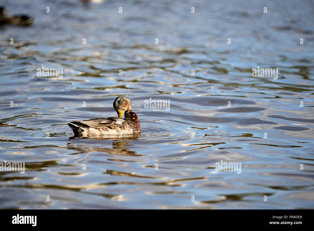 Wild duck swim on city hi-res stock photography and images - Alamy