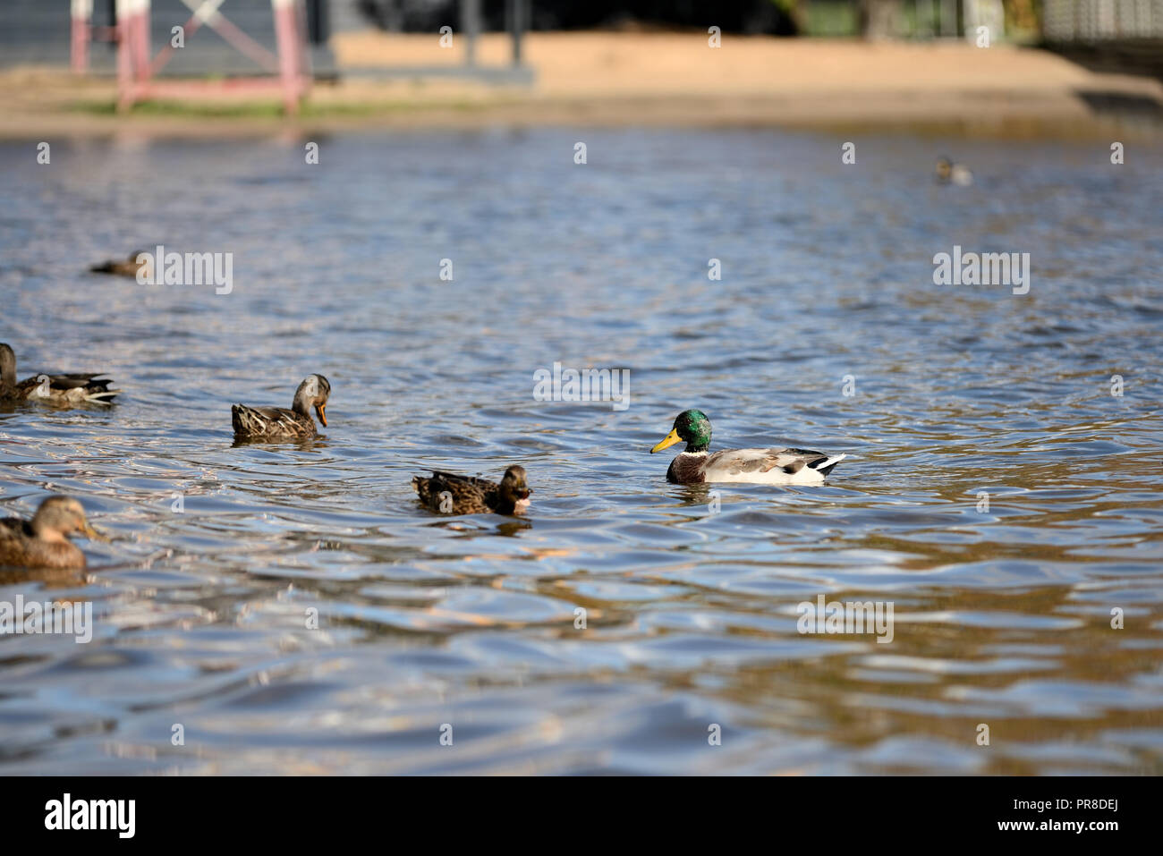 Ducks swim in open hi-res stock photography and images - Alamy