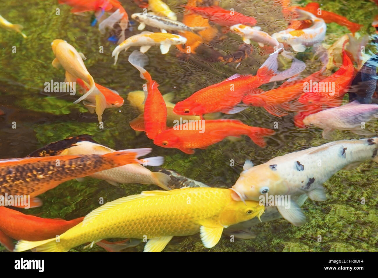 Japanese carps hi-res stock photography and images - Alamy