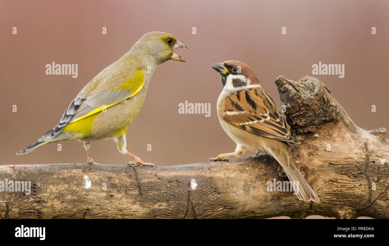 Quarell hi-res stock photography and images - Alamy