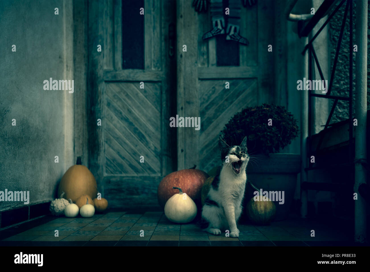 Angry roaring cat with amputated leg sitting by front door decorated ...