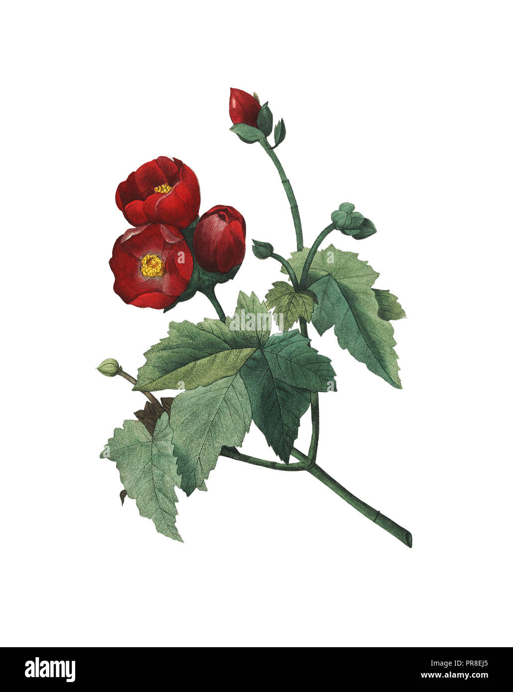 19th-century illustration of a purple mallow. Engraving by Pierre ...