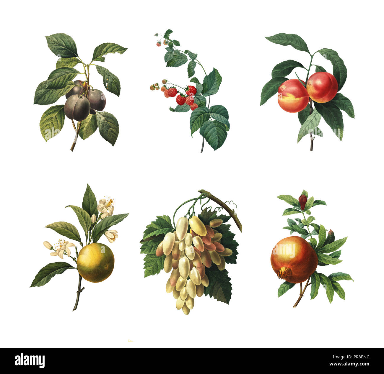 Set of 19th century illustrations of Royal plum, Raspberry, Peaches ...