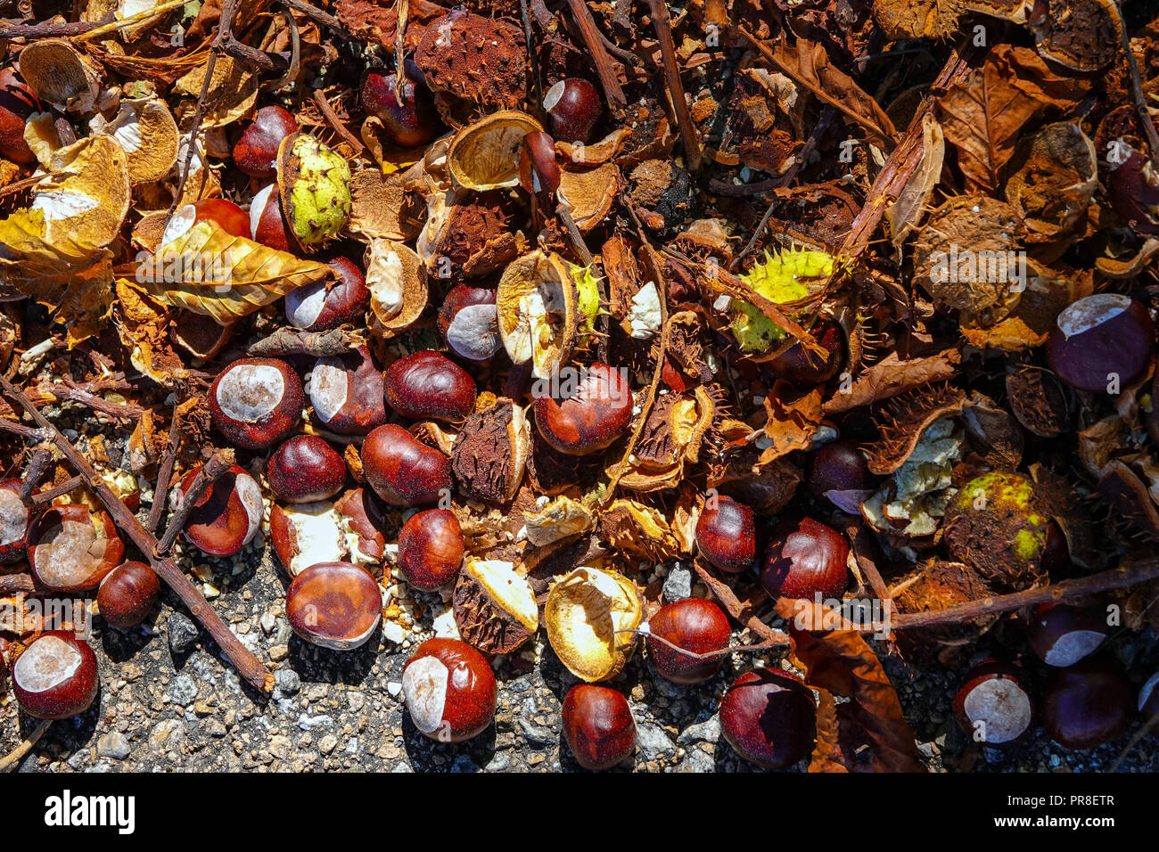 How to play conkers hi-res stock photography and images - Alamy