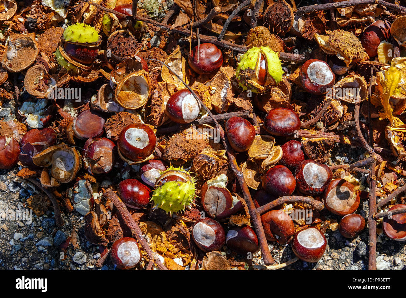 Brown conkers on the ground, Autumn, Fall, September, Ariege, French ...