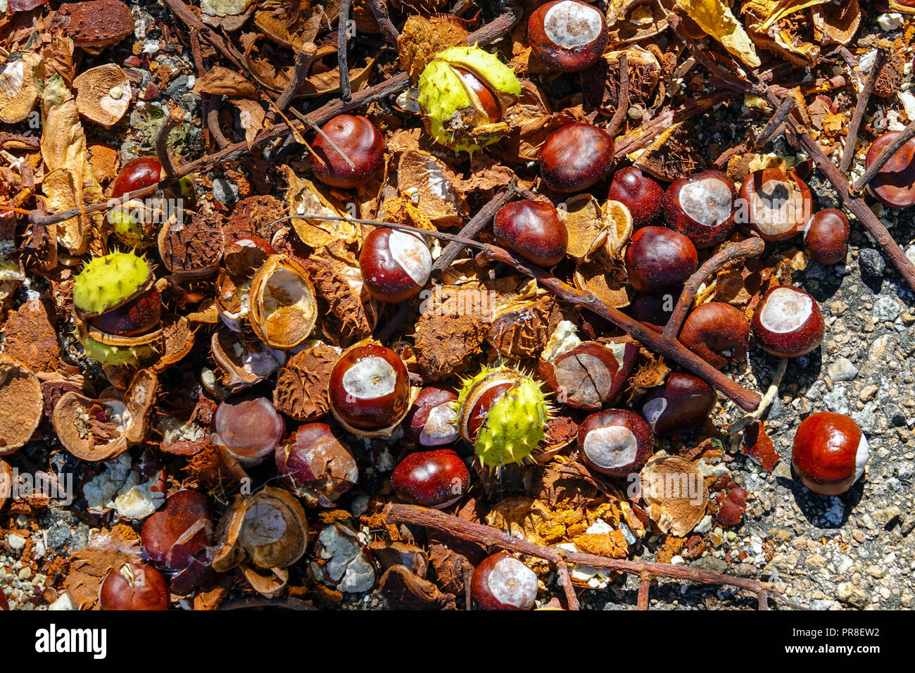 Brown conkers on the ground, Autumn, Fall, September, Ariege, French ...