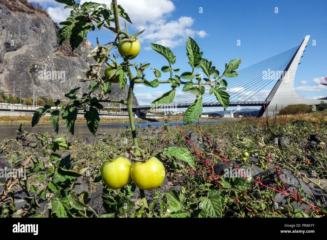 Bush tomatoes growing and ripening in a dry river bed, Marian Bridge ...