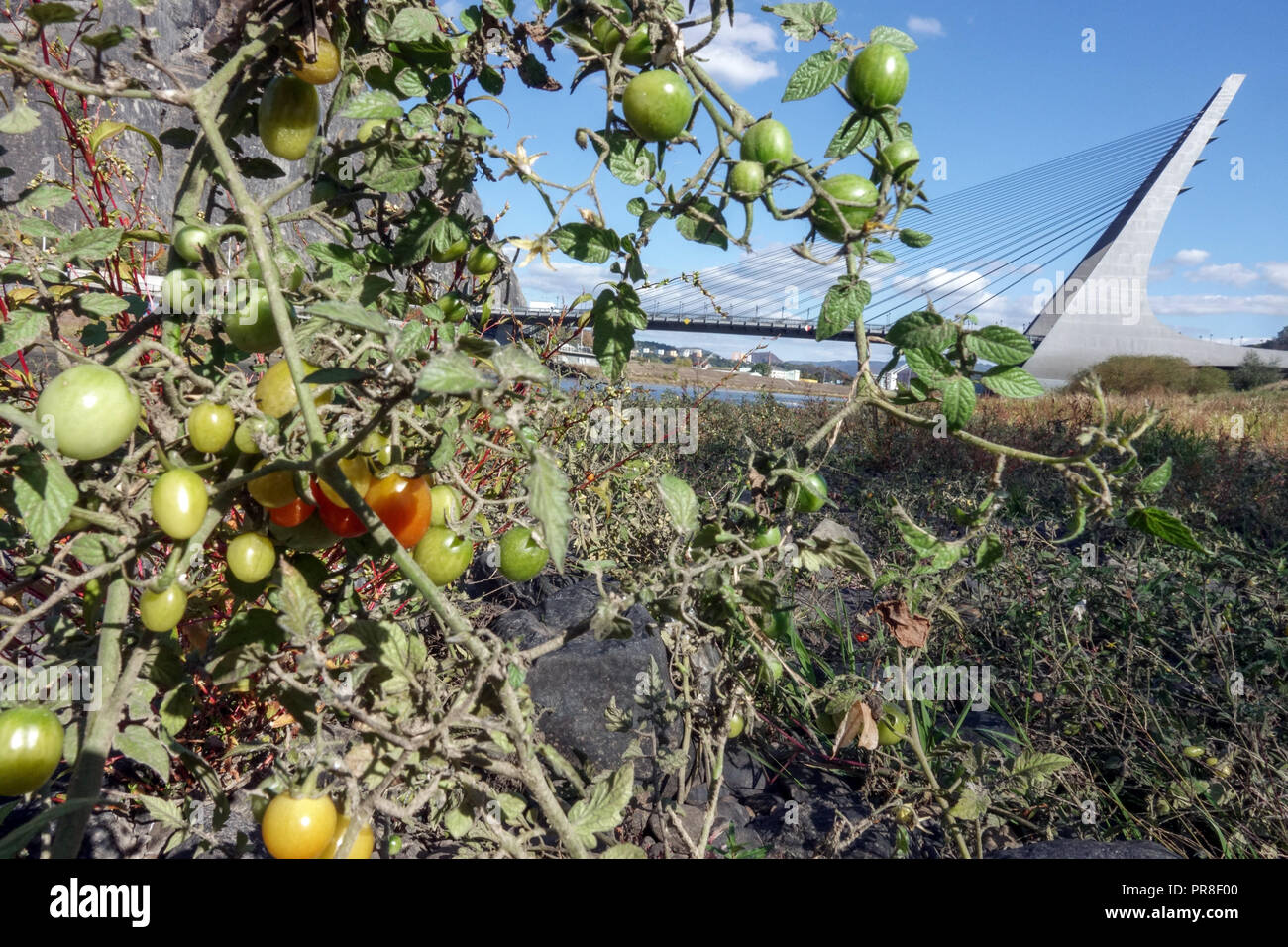 Bush tomatoes growing and ripening in a dry river bed, Marian bridge ...