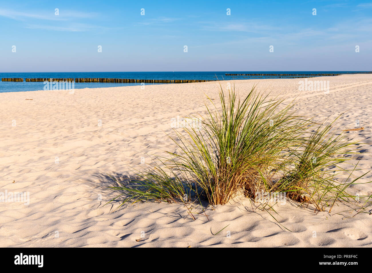 Best grass for sand hi-res stock photography and images - Alamy