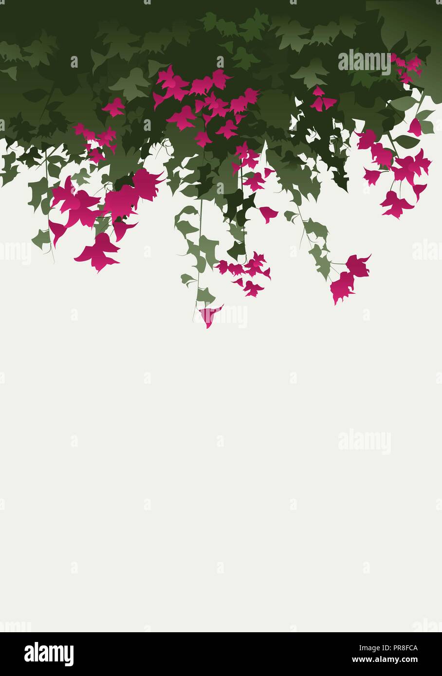 Bougainvillea flowers. Vector illustration isolated on white background ...