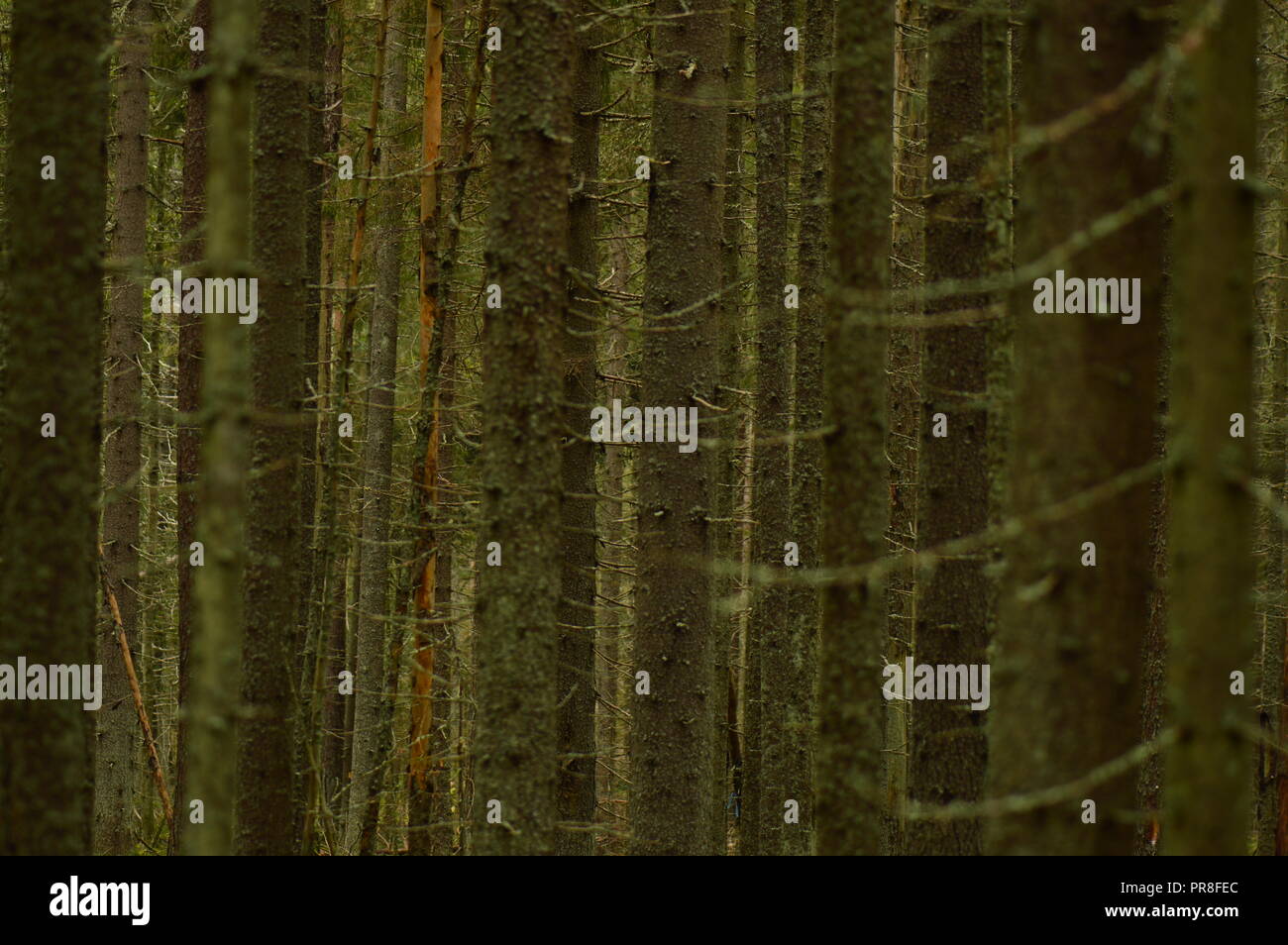 Dark wild thick coniferous forest from trunks and branches of fir trees ...