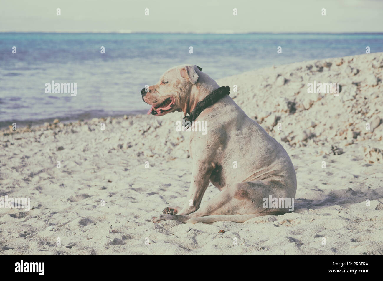 in polynesia beach a dog resting near the ocean Stock Photo - Alamy