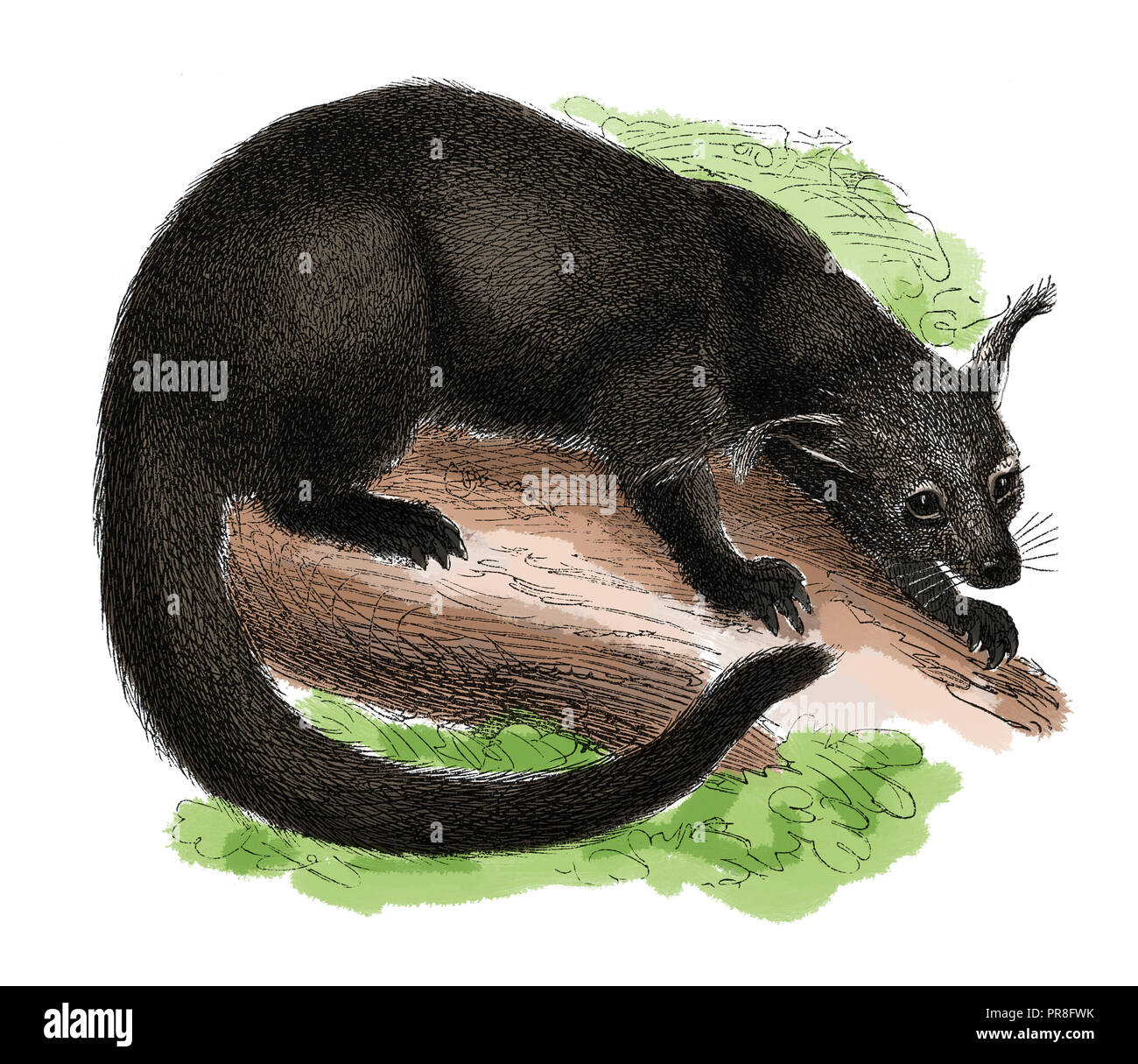 Binturong Drawing
