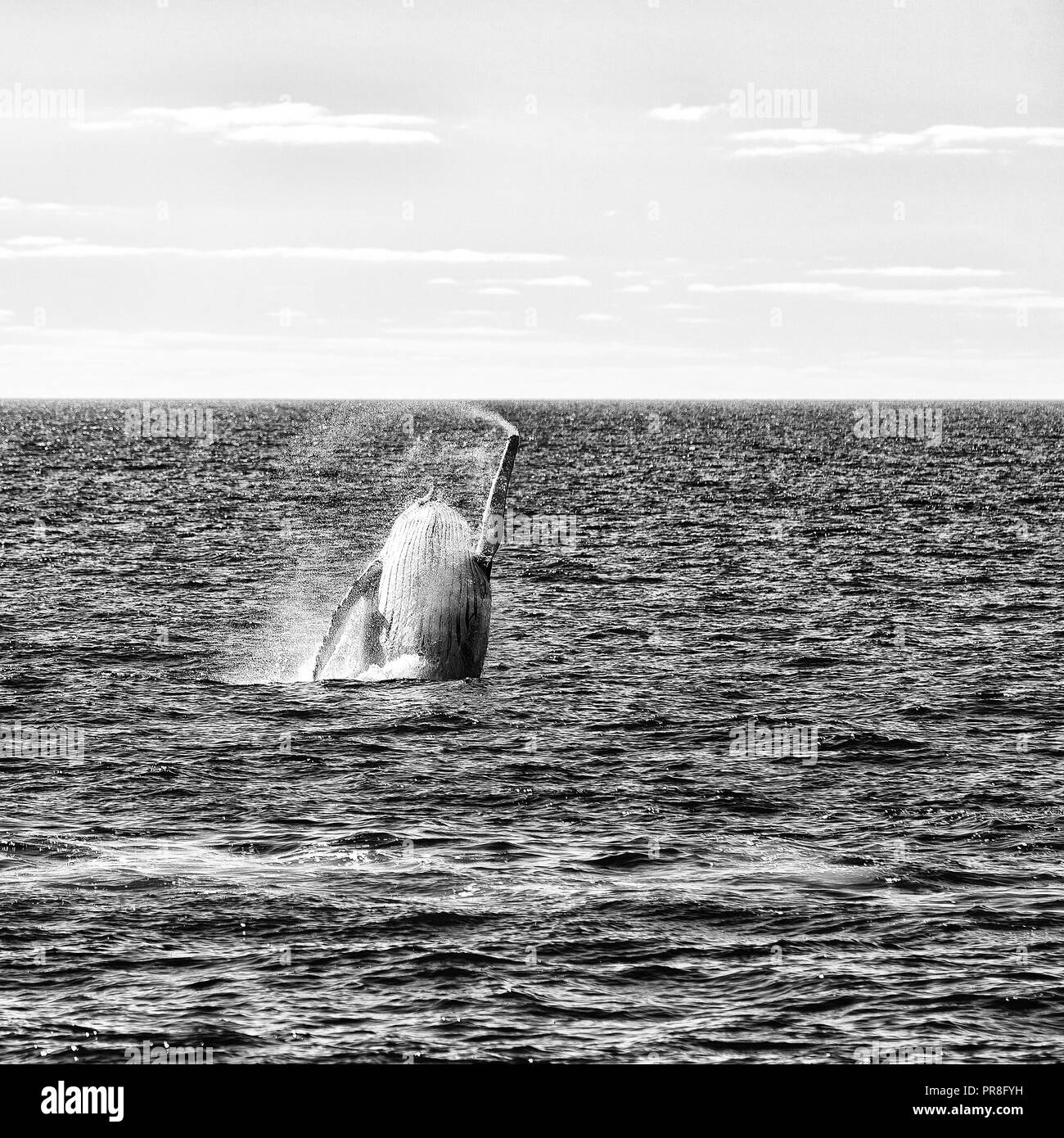 in australia a free whale in the ocean like concept of freedom Stock ...