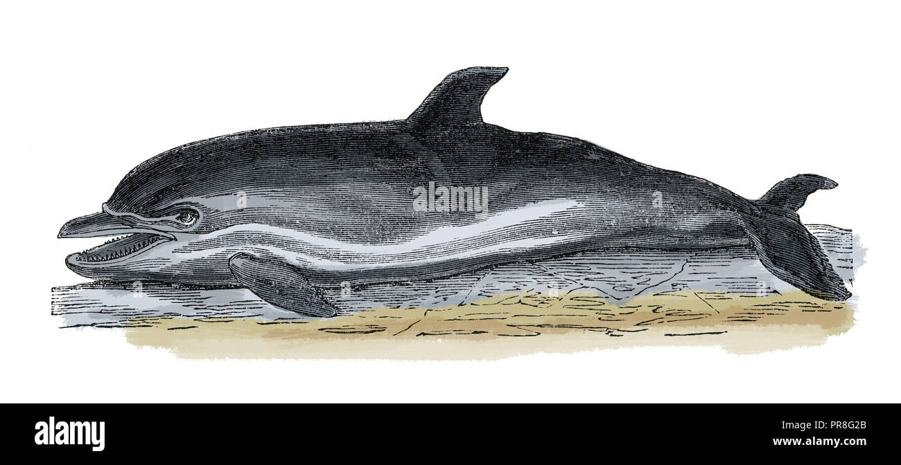 19th century illustration of a dolphin - the cetacean mammals closely ...