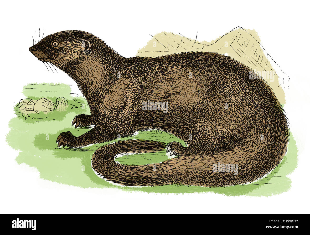 Egyptian mongoose hi-res stock photography and images - Alamy