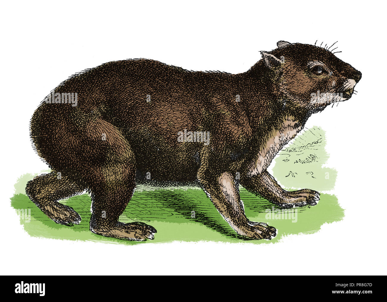 19th century illustration of a hyrax- small, thickset, herbivorous ...