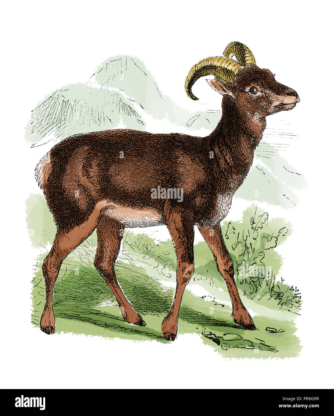 Modern domestic sheep breeds hi-res stock photography and images - Alamy