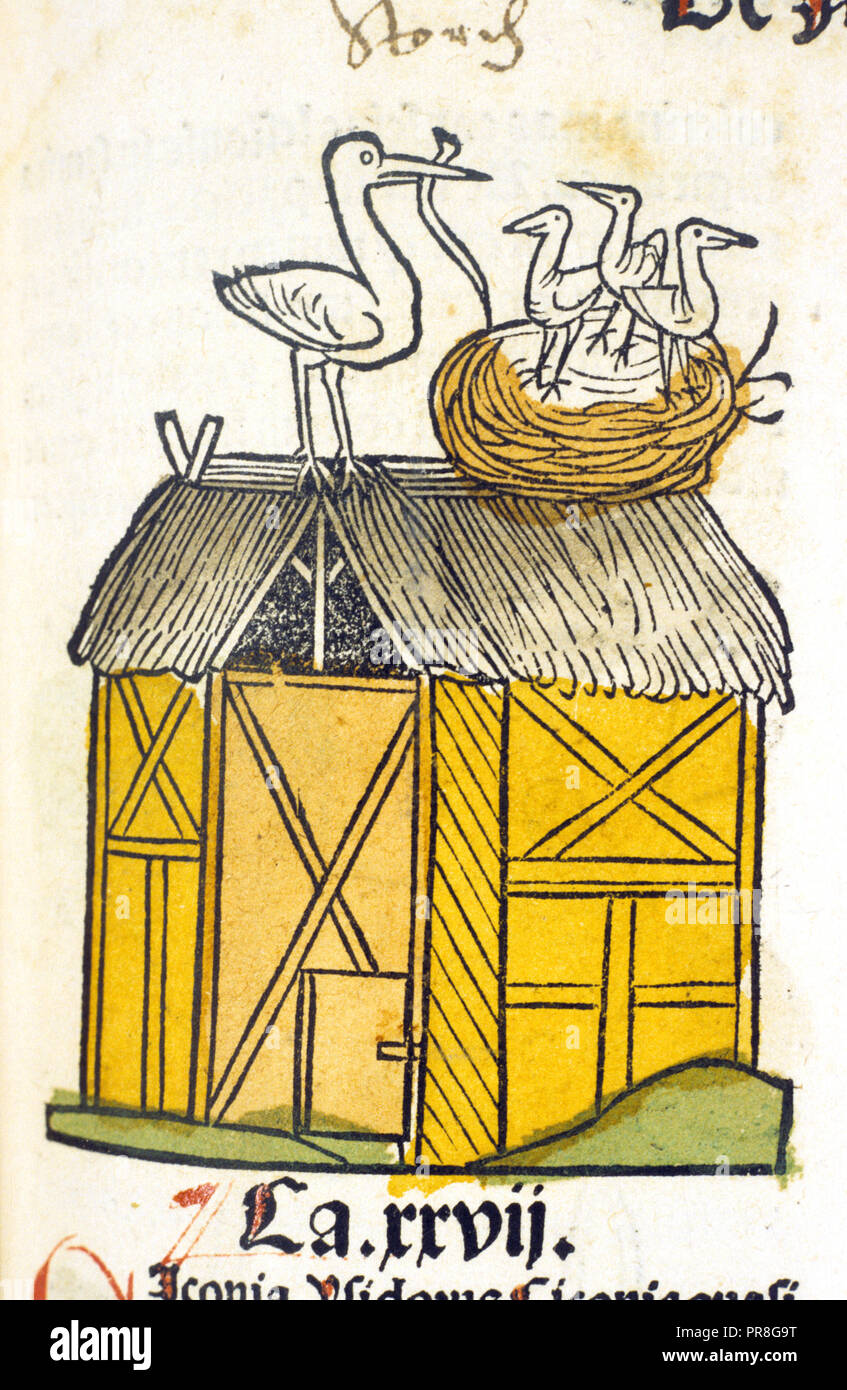 Hand-colored woodcut of a stork feeding three newly-hatched storks in a ...