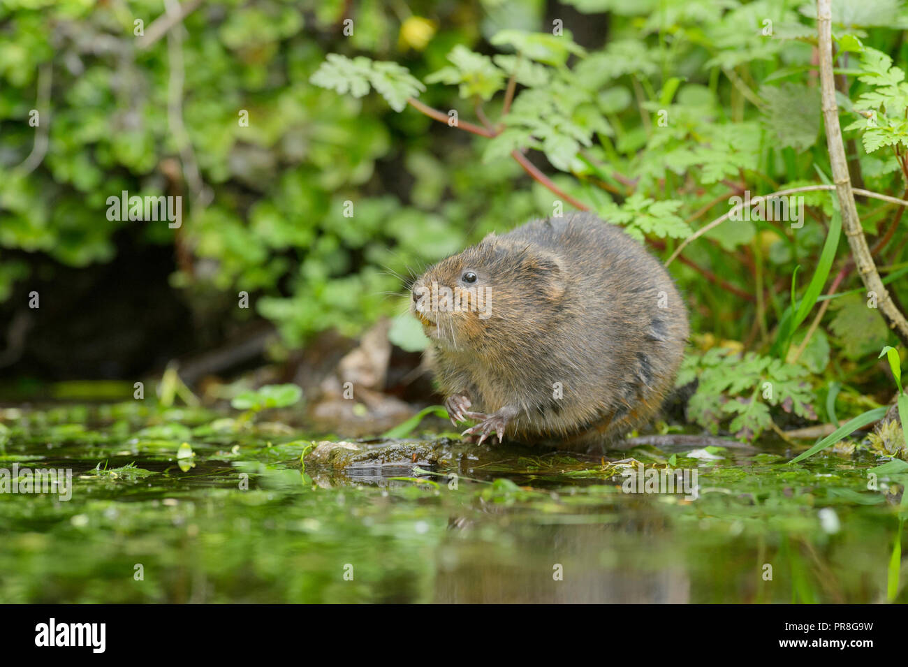 Water pollution uk vole hi-res stock photography and images - Alamy