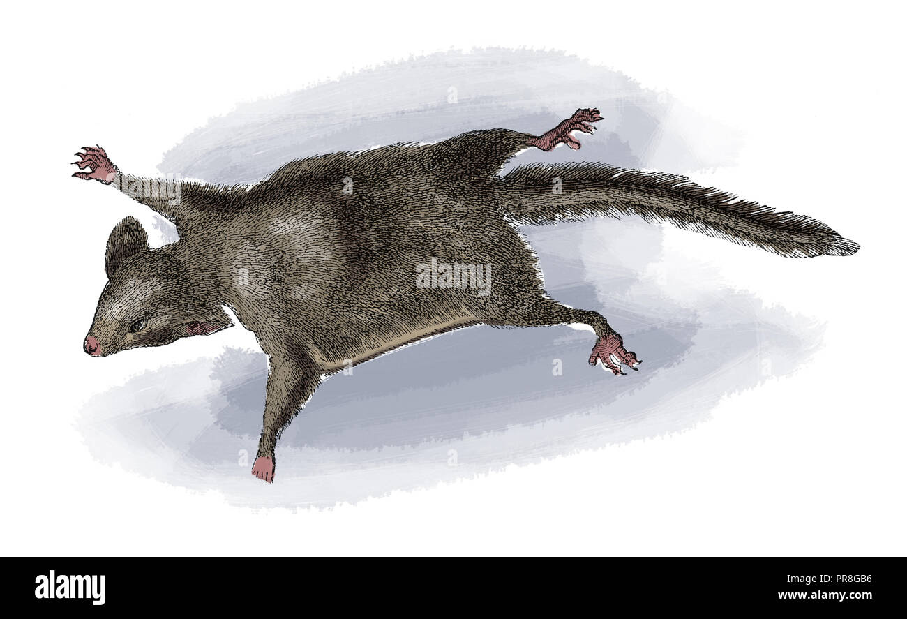 19th century illustration of a petaurus. Published in Systematischer ...