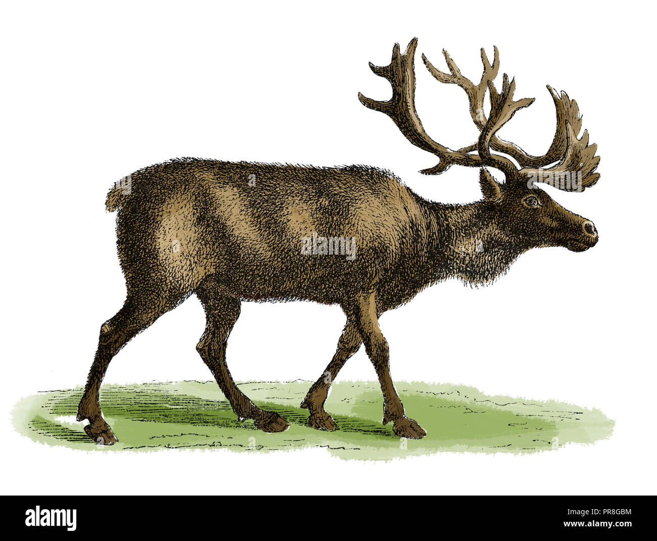 Arctic Elk