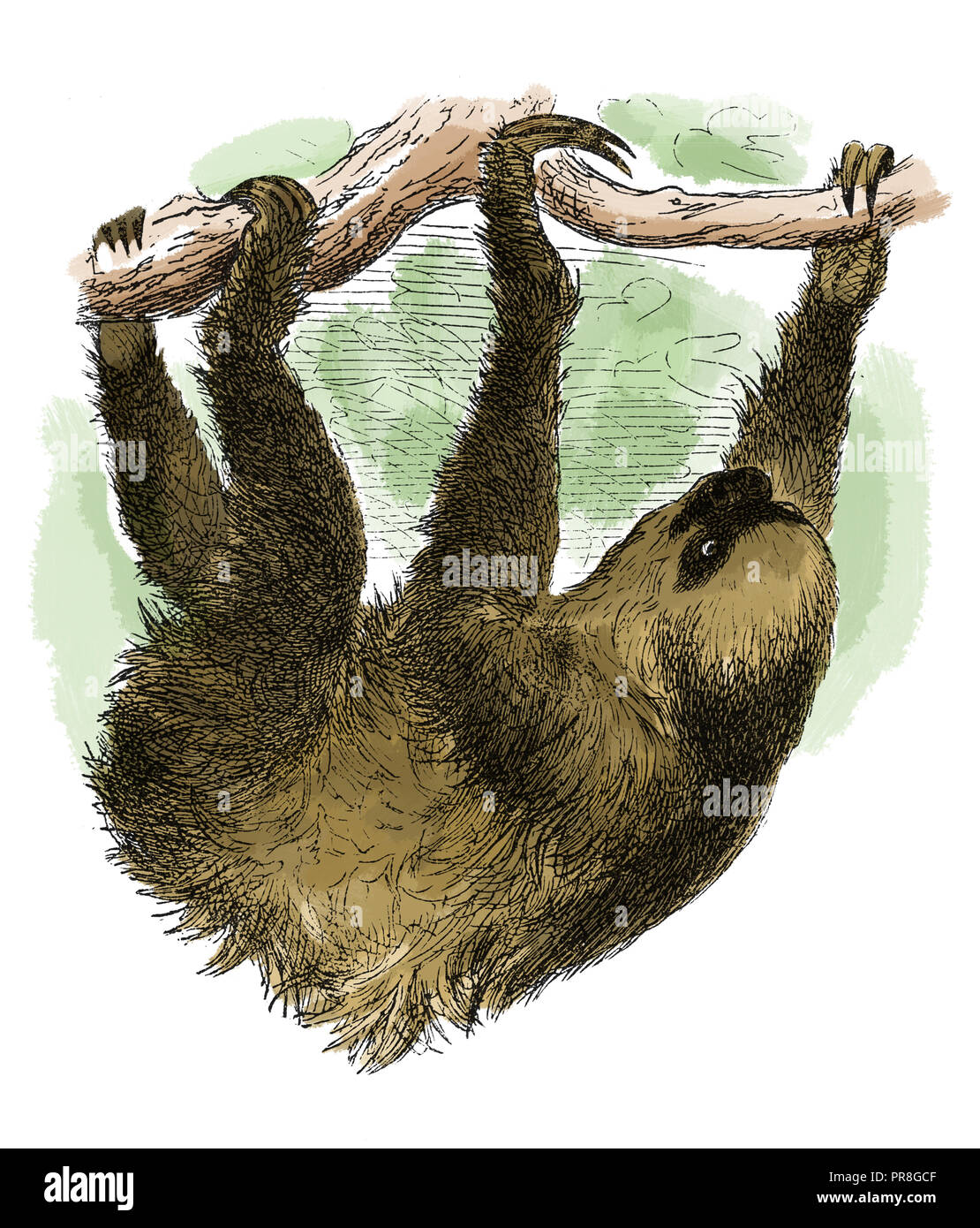 Sloth Cut Out Stock Images & Pictures - Alamy