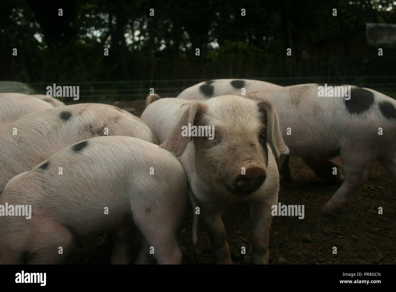 Gloucestershire old spot pig hi-res stock photography and images - Alamy