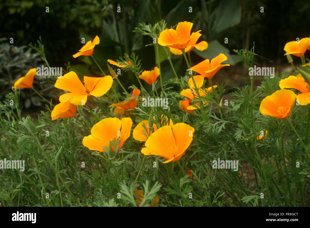 California poppy leaves hi-res stock photography and images - Alamy