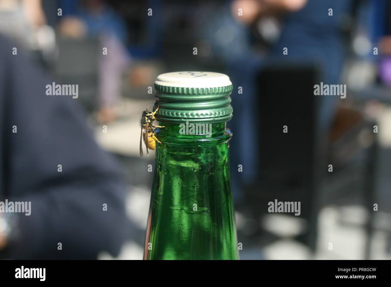 Wasp on bottle Stock Photo - Alamy