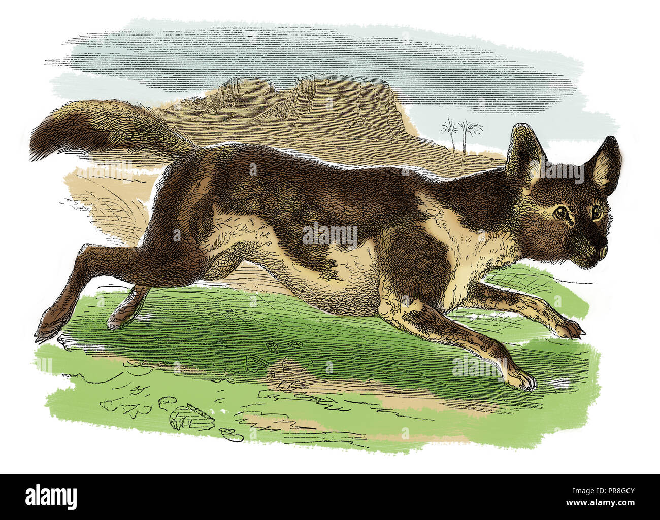 19th century illustration of a steppe dog. Published in Systematischer ...