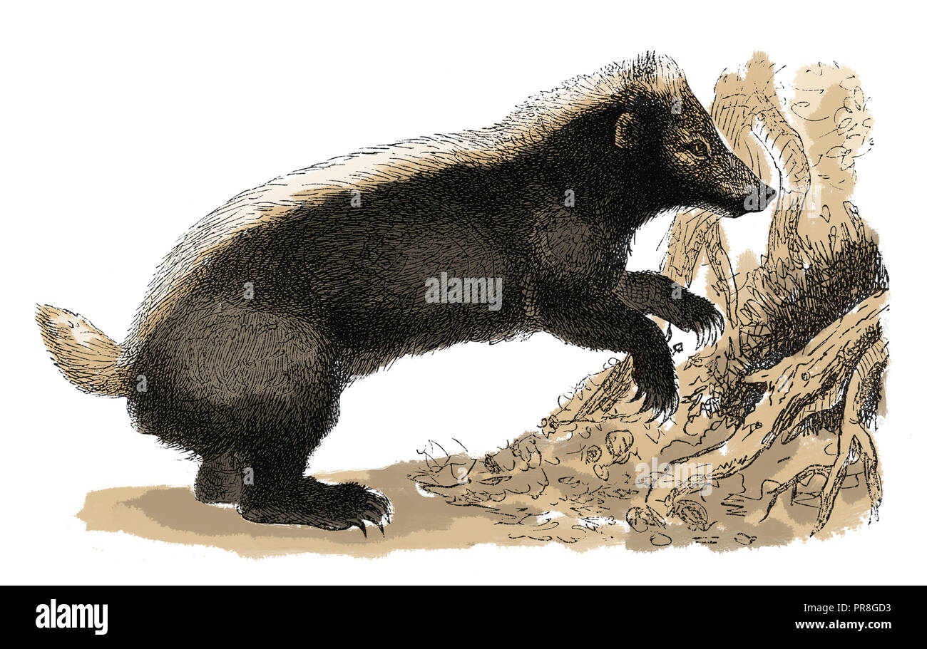 Stink badger hi-res stock photography and images - Alamy