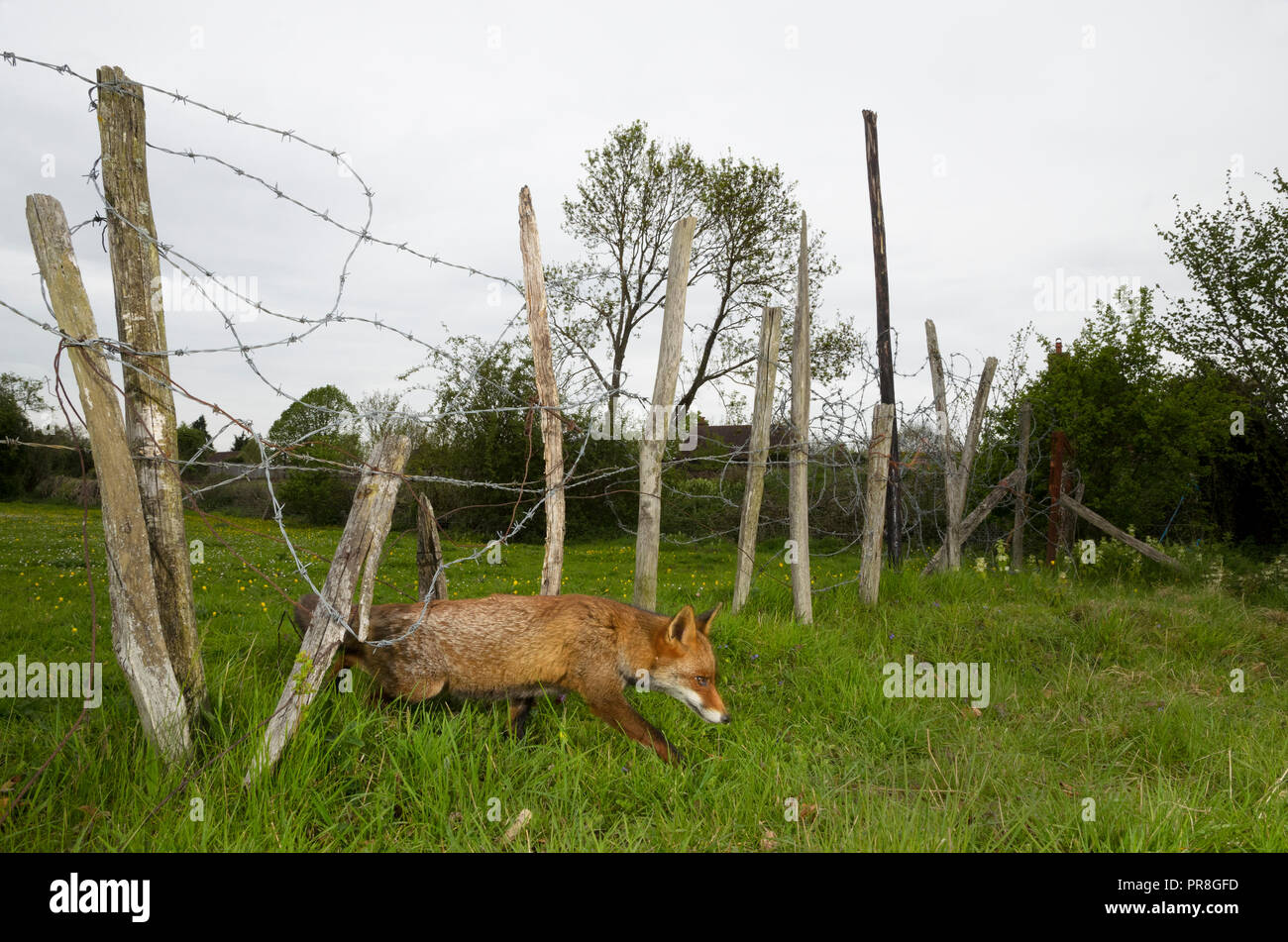 Red fox (Vulpes vulpes) Kent, UK. A Family of foxes living on a railway ...