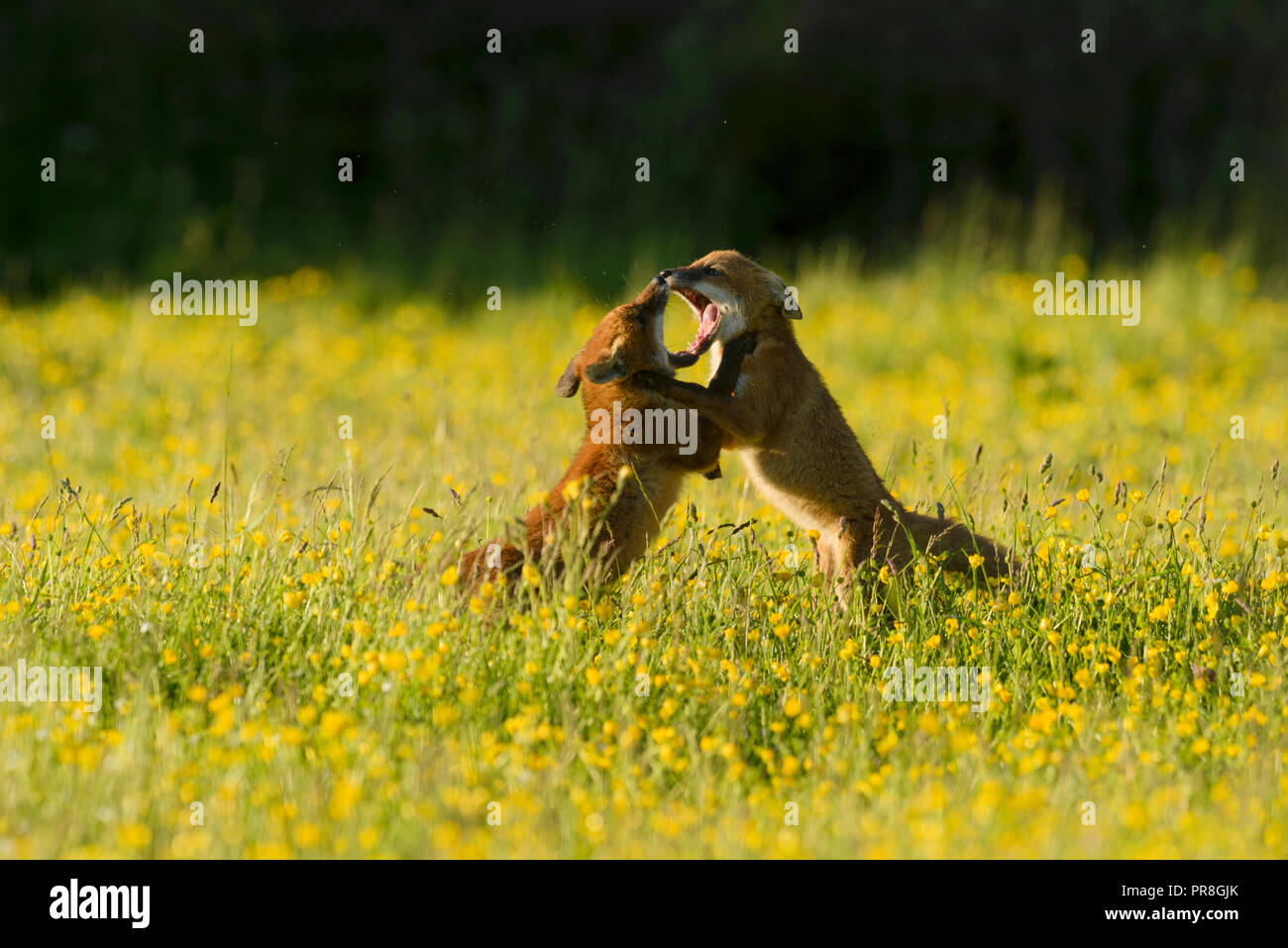 Red fox (Vulpes vulpes) Kent, UK. A Family of foxes living on a railway ...