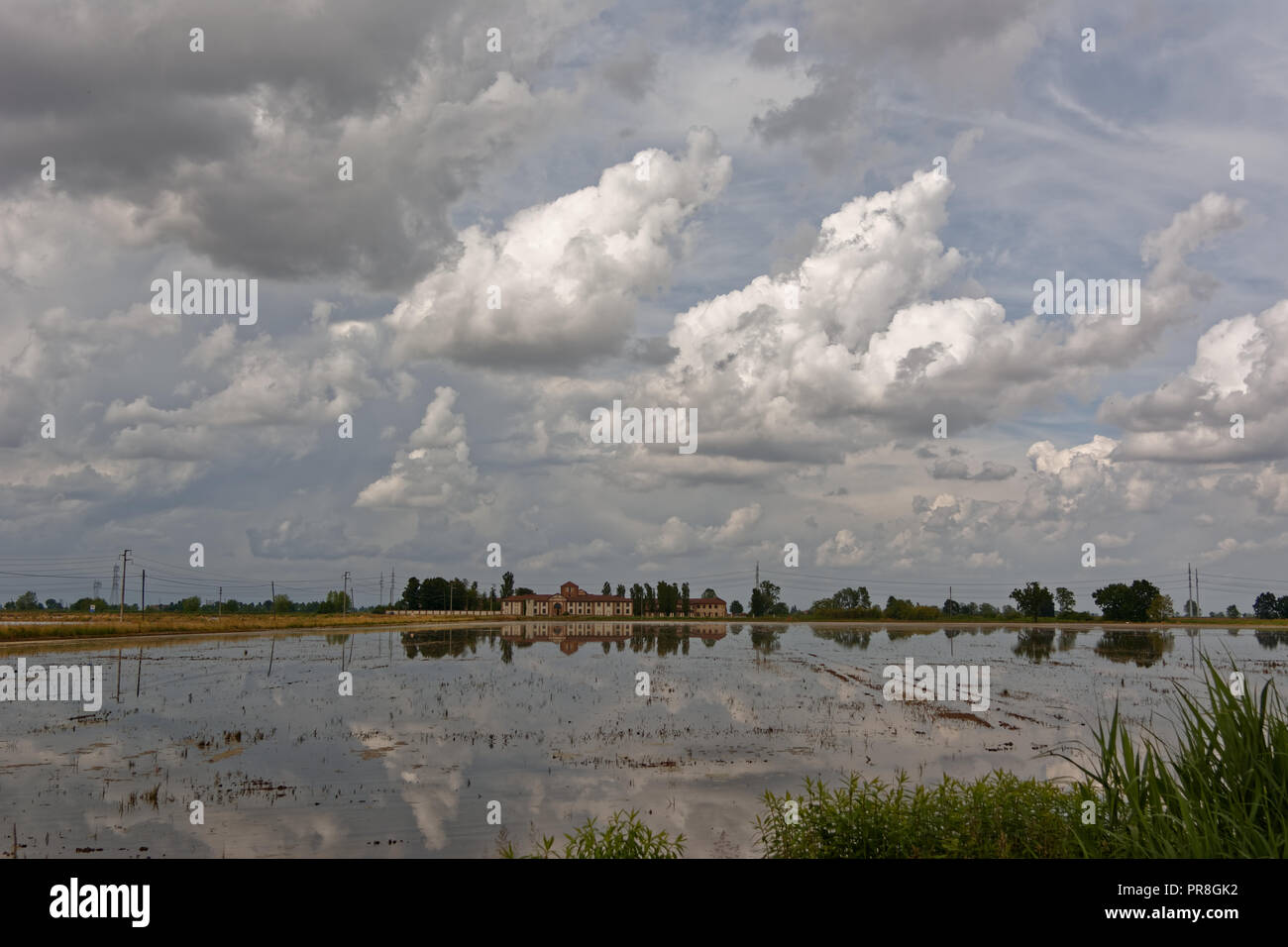 Rice flooded fields with stormy sky and reflections Stock Photo - Alamy