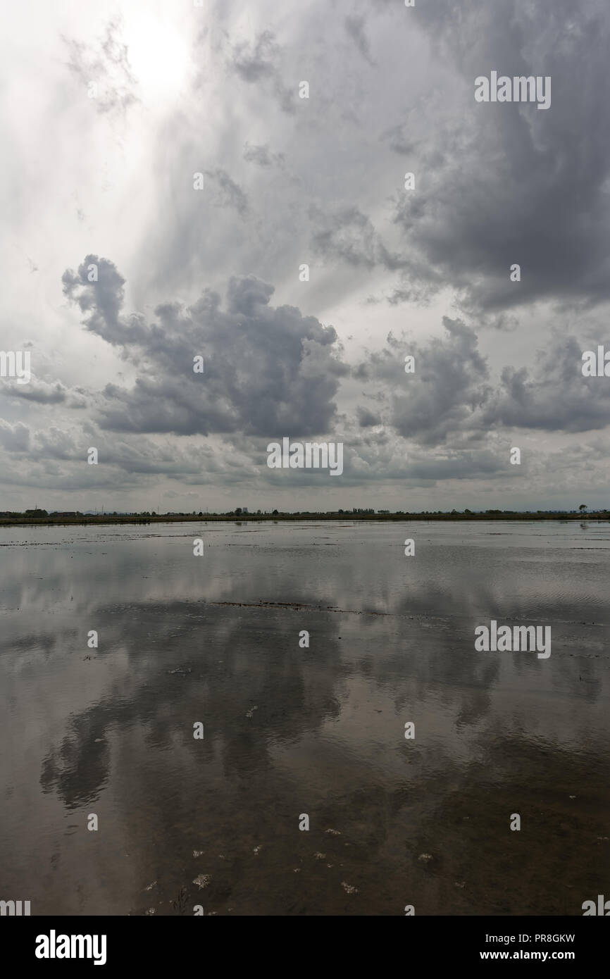 Rice flooded fields with stormy sky and reflections Stock Photo - Alamy