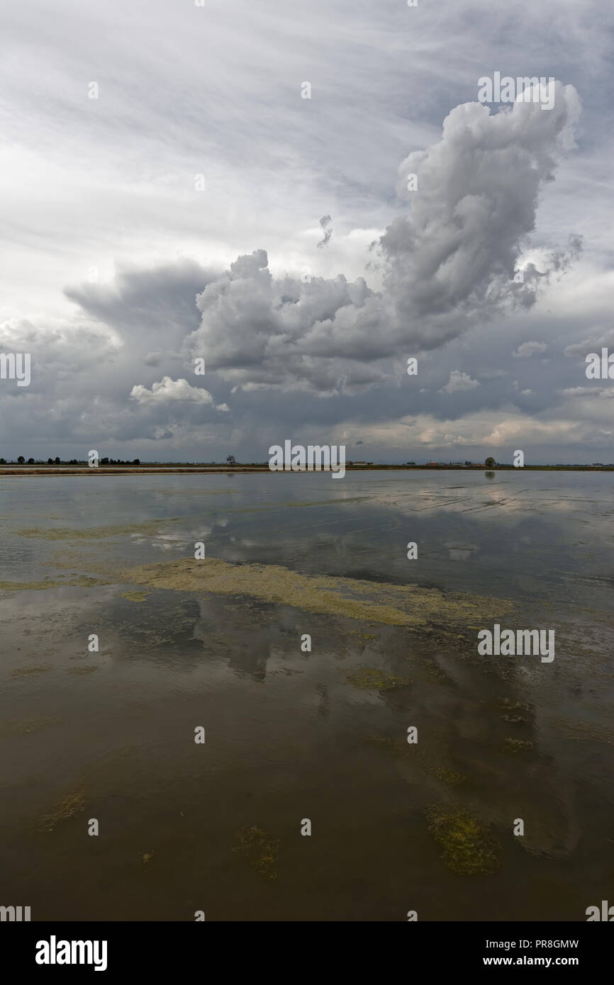 Rice paddy italy hi-res stock photography and images - Alamy