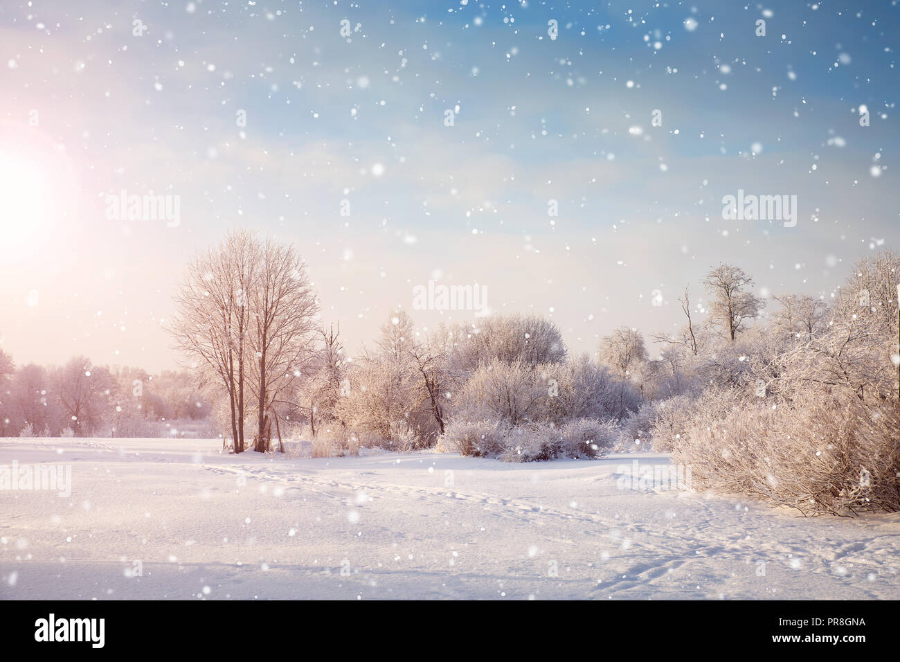 Beautiful trees in winter landscape in early morning Stock Photo - Alamy