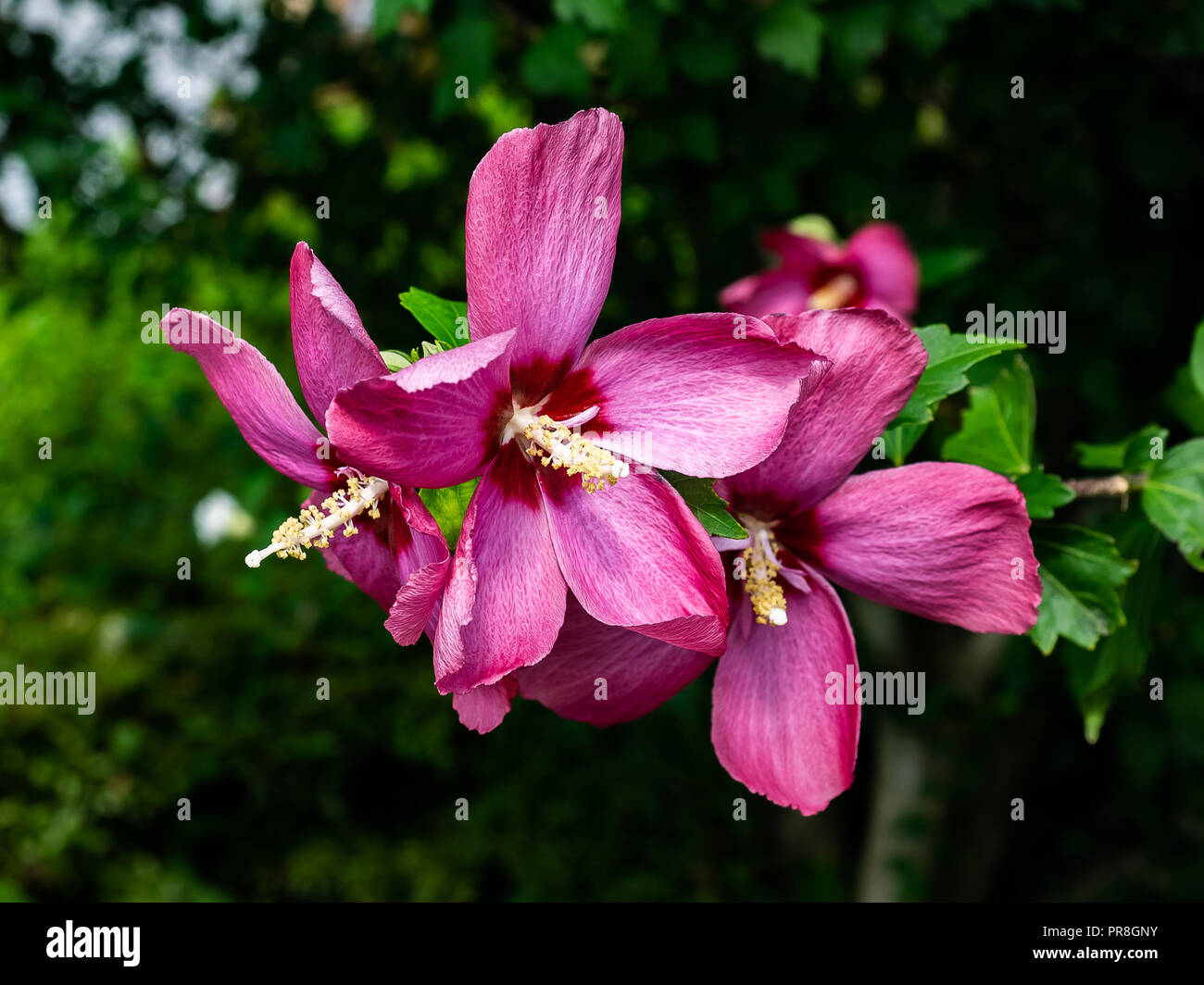 red hibiscus flowers bloom along a garden in central Kanagawa ...