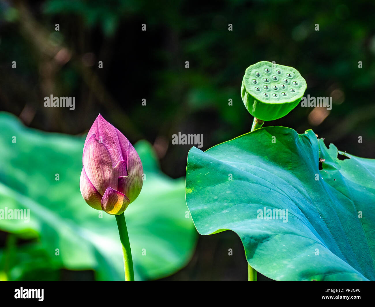 A large lotus flower waits to open in a small wetland with a green seed ...