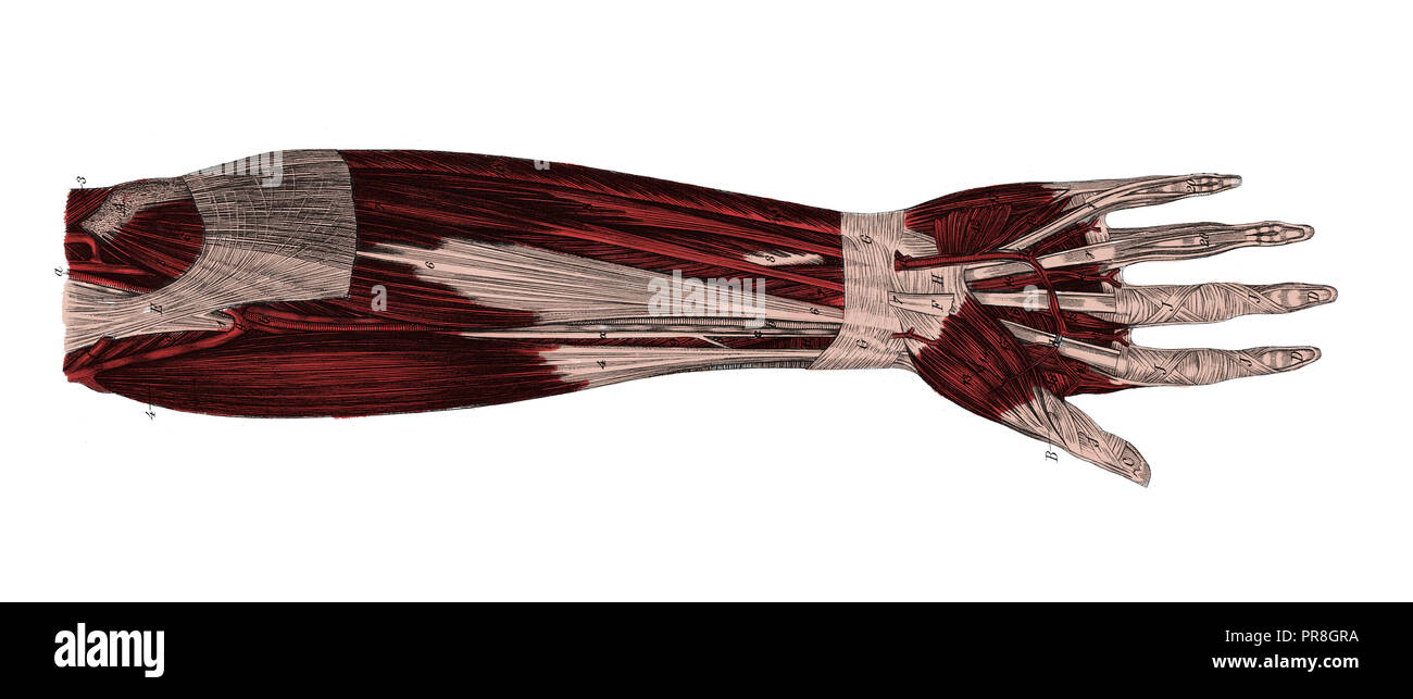 19th century illustration of a human forearm, after removal of the skin ...