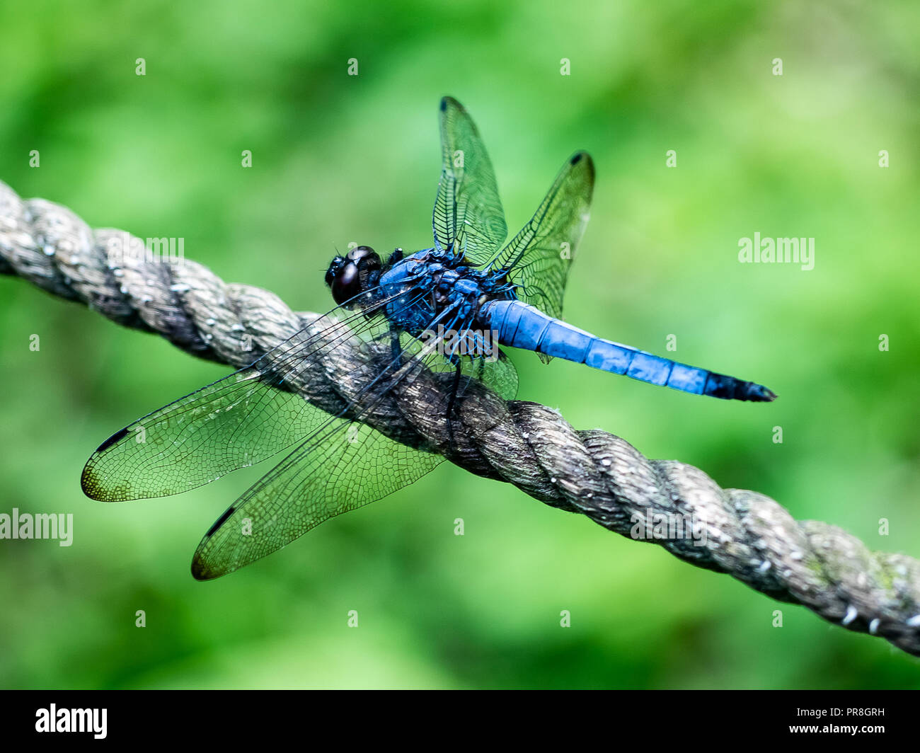 A Japanese blue dragonfly rests on a rope fence along a shallow wetland ...