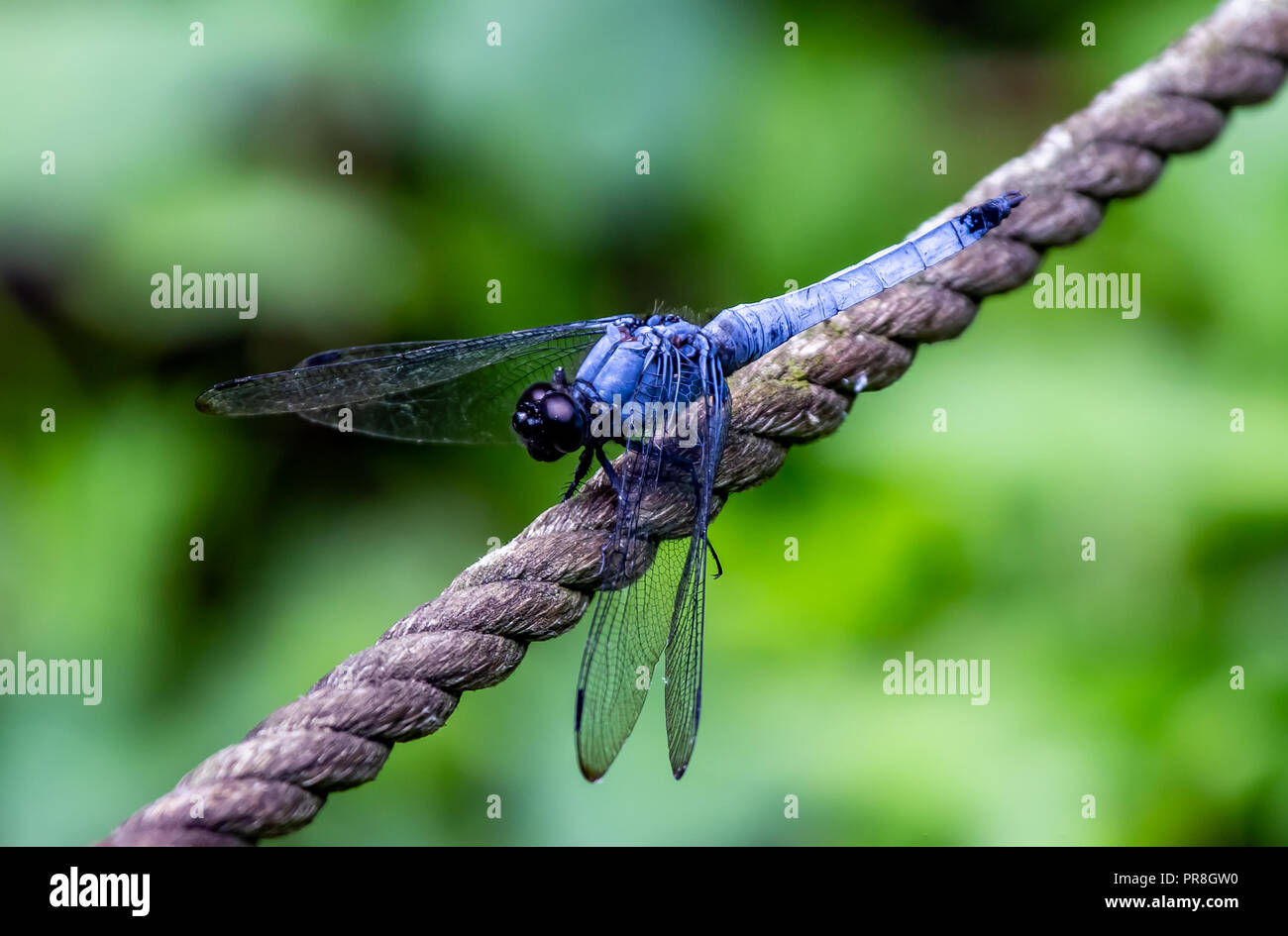 A Japanese blue dragonfly rests on a rope fence along a shallow wetland ...