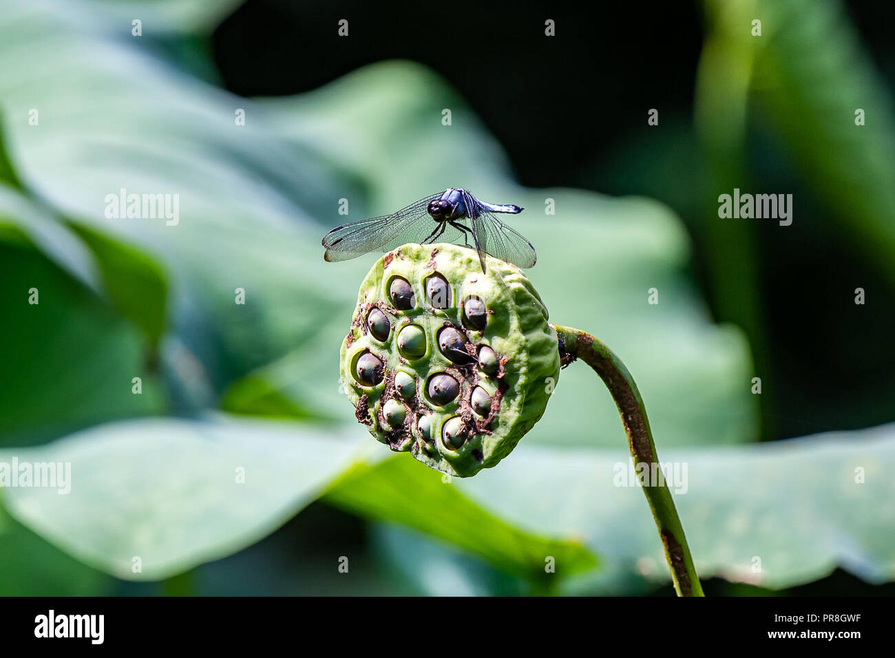 A Japanese blue dragonfly rests on a lotus pod in a shallow wetland in ...